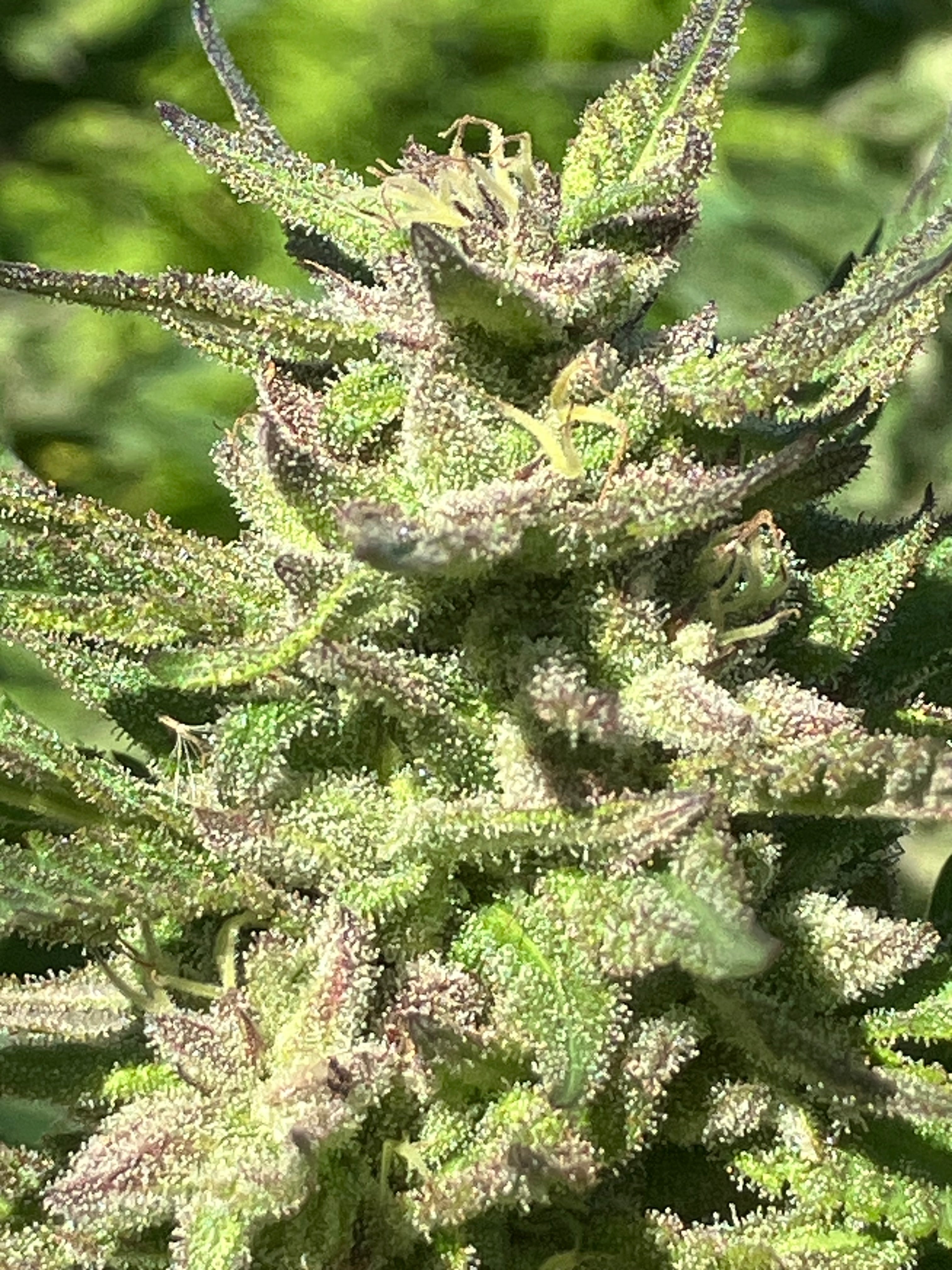 Seed Mom Chop Day! – Lamb's Breath Seeds