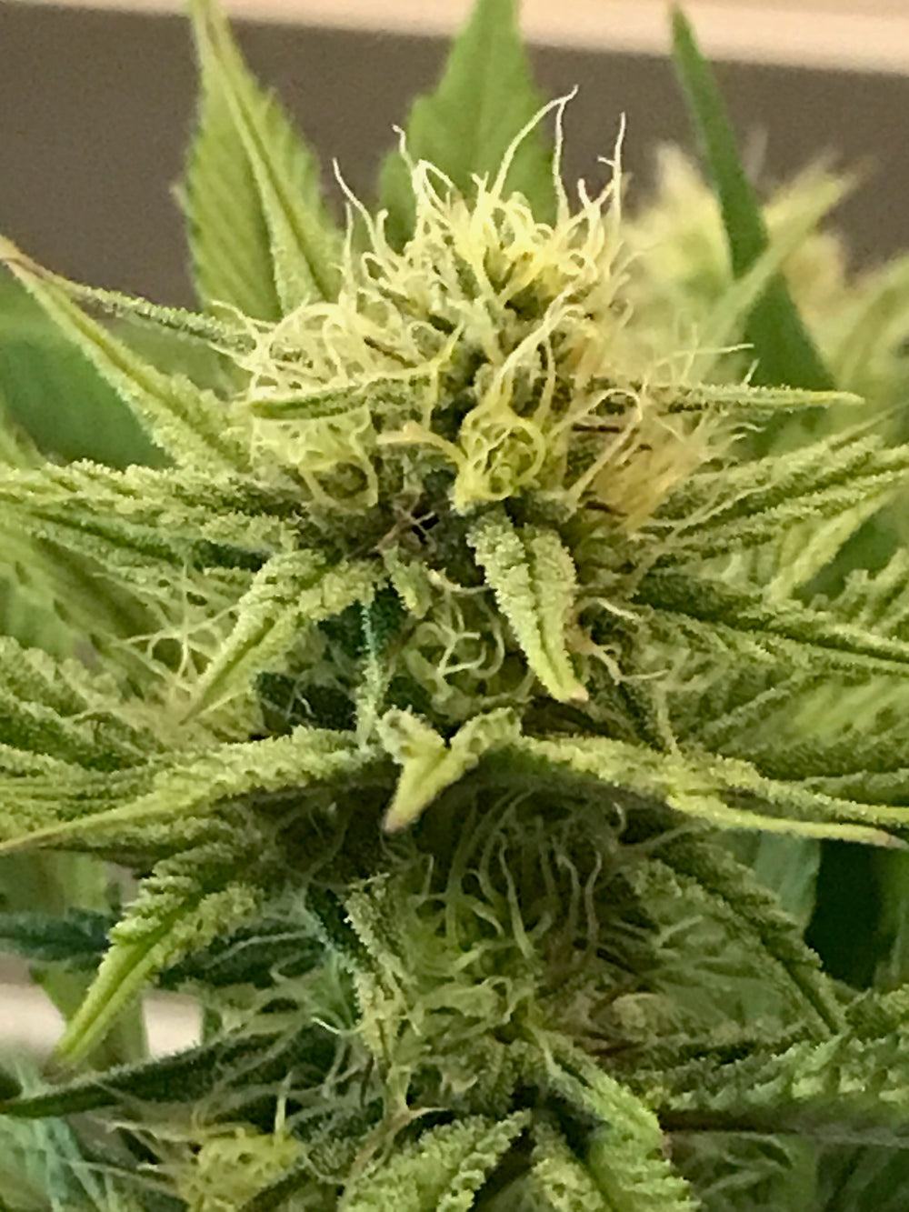 News – Lamb's Breath Seeds